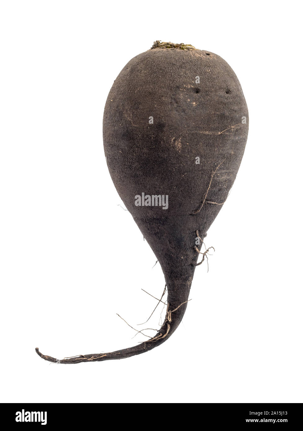 ripe black radish taproot cut out on white background Stock Photo - Alamy