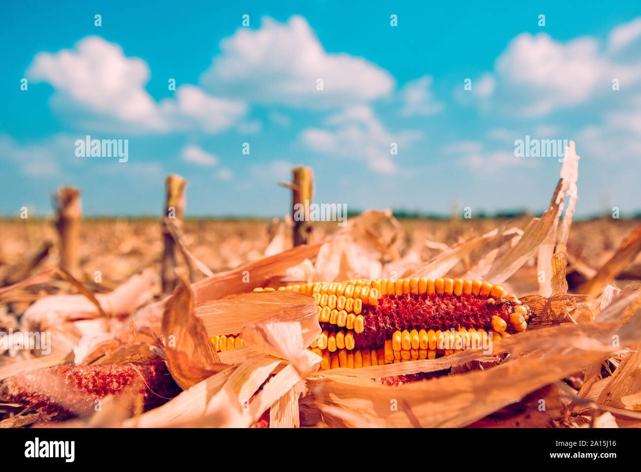 Corn cob on the ground, leftovers for gleaning in harvested cultivated ...