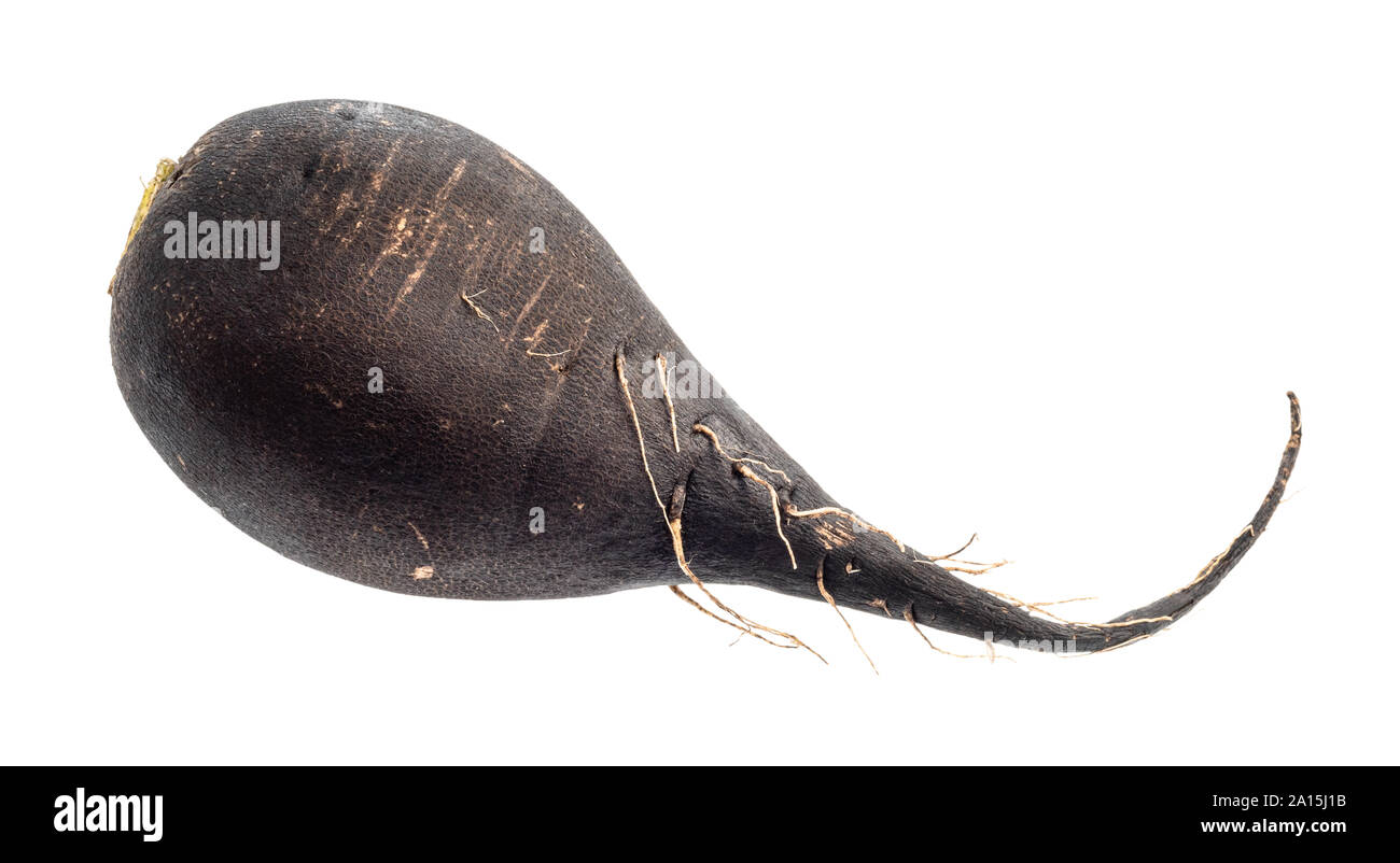 single fresh black radish taproot cut out on white background Stock ...