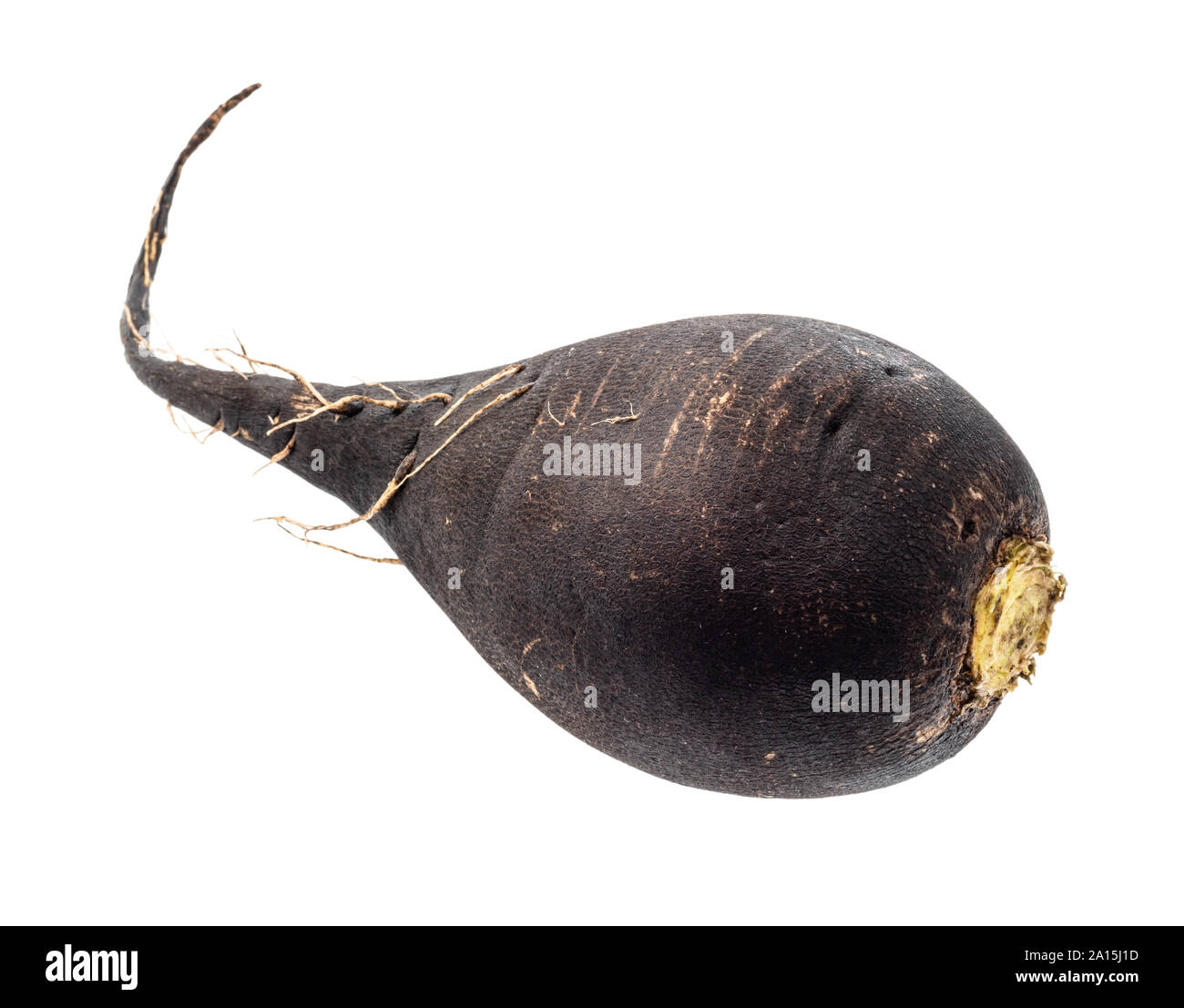 Taproot Plant High Resolution Stock Photography and Images - Alamy