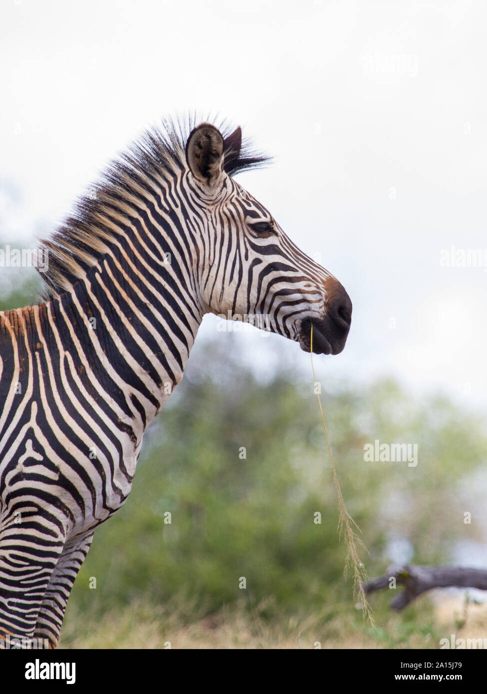 Selous zebra hi-res stock photography and images - Alamy