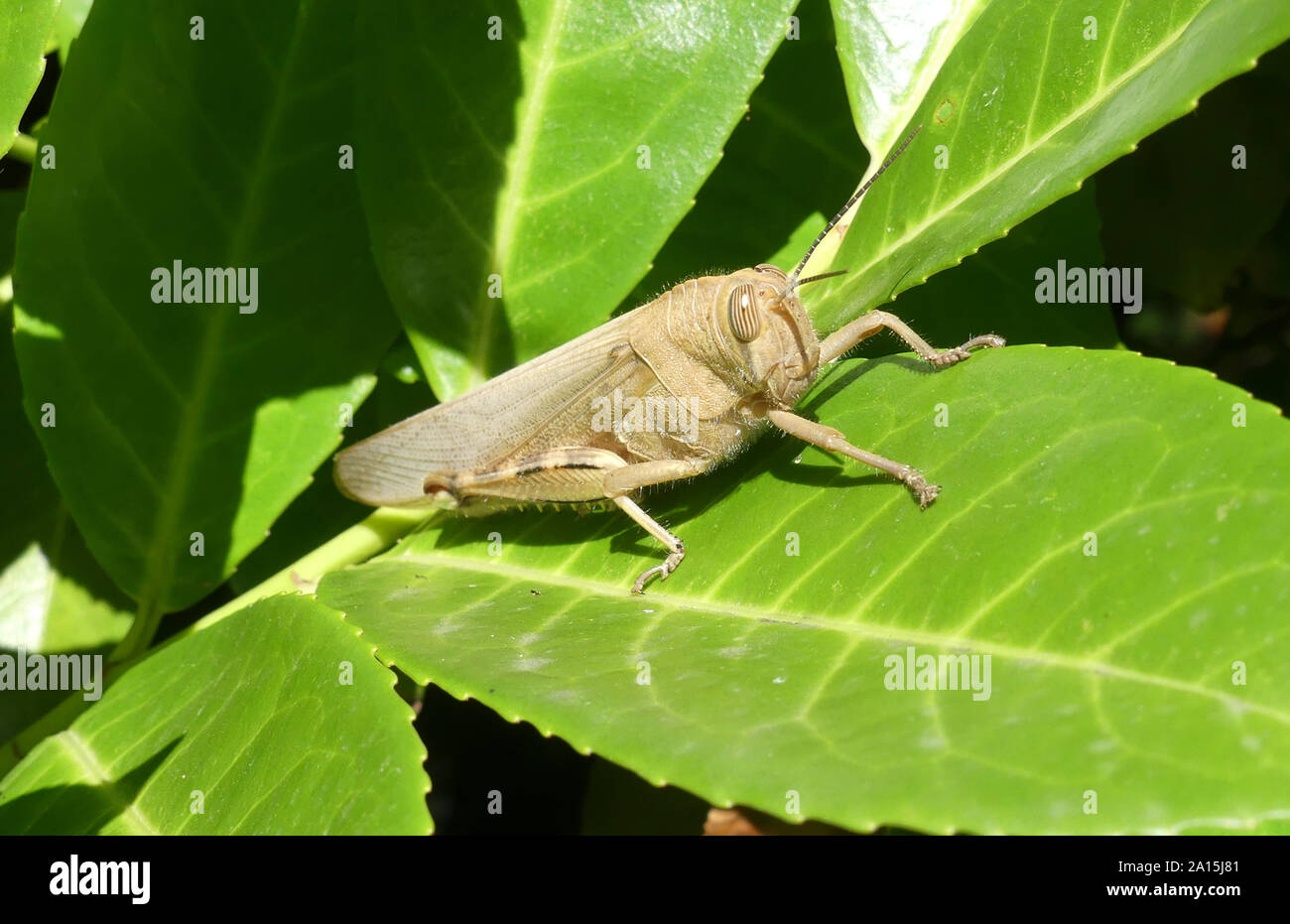 EGYPTIAN GRASSHOPPER Anacridium aegyptium near Lake Garda, Italy. Photo ...