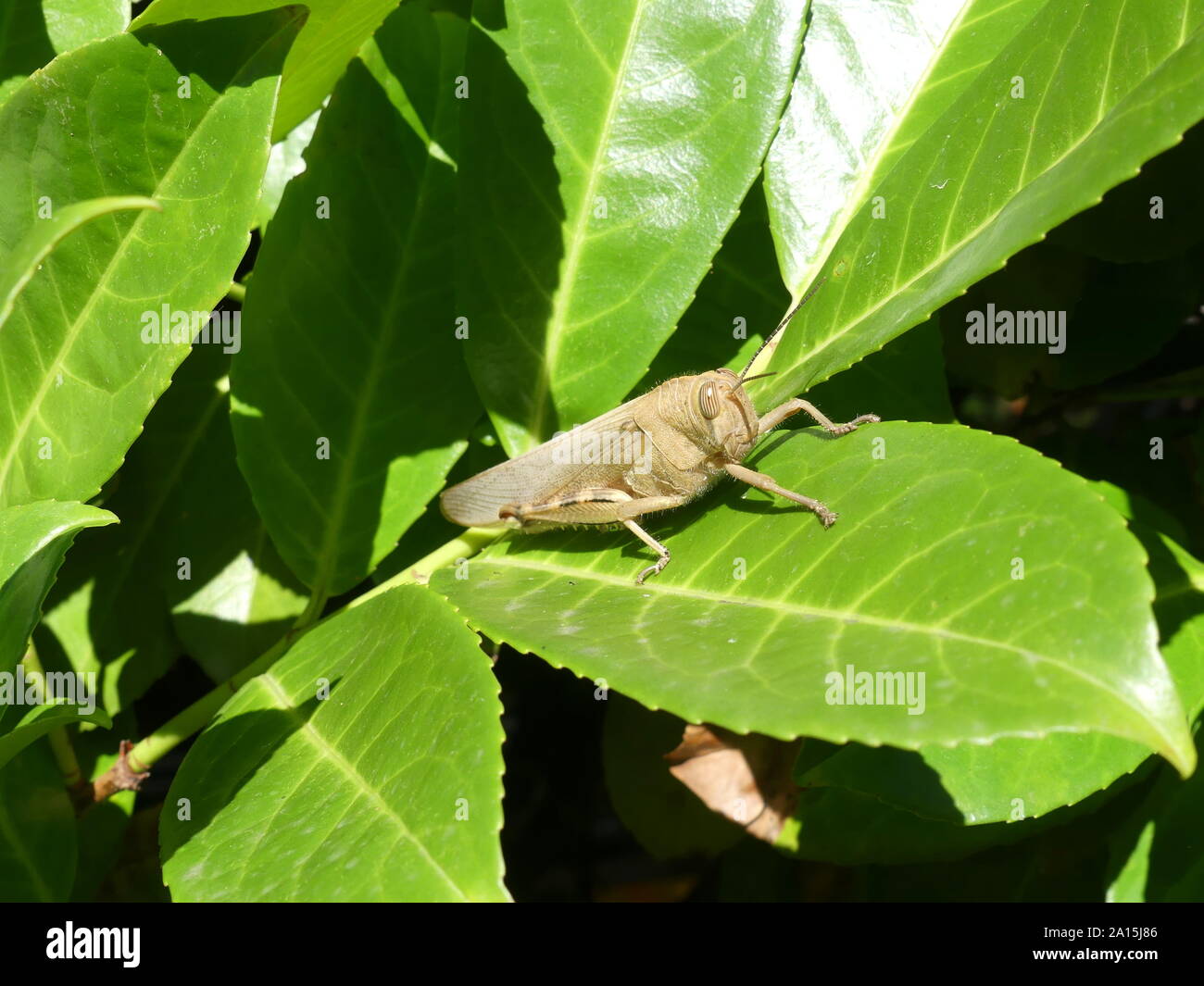Egyptian grasshopper hi-res stock photography and images - Alamy