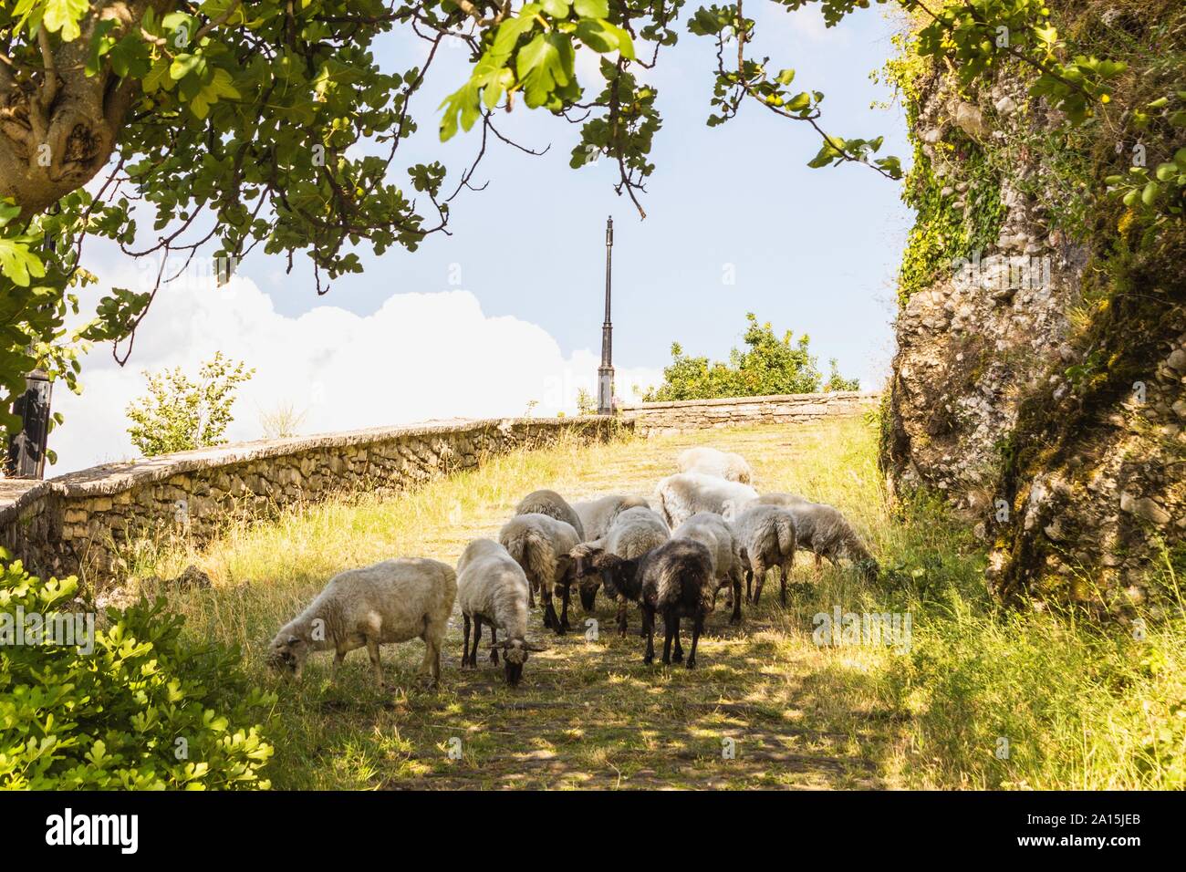 Sheep on street in Albania Stock Photo - Alamy