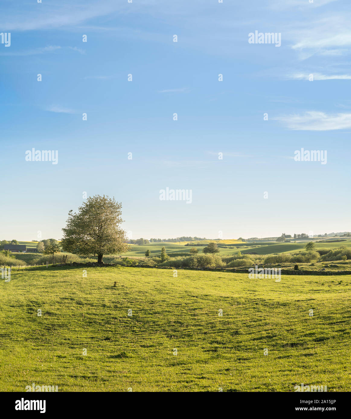 Lone tree in a field at a beautiful rural landscape. Skane, Sweden ...