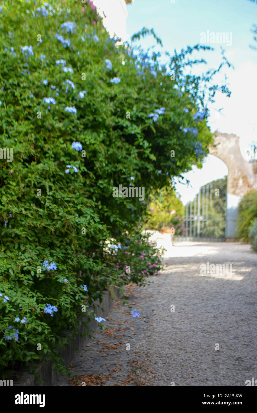 blue flowers in a garden at Forum Romanum in Rome Stock Photo - Alamy