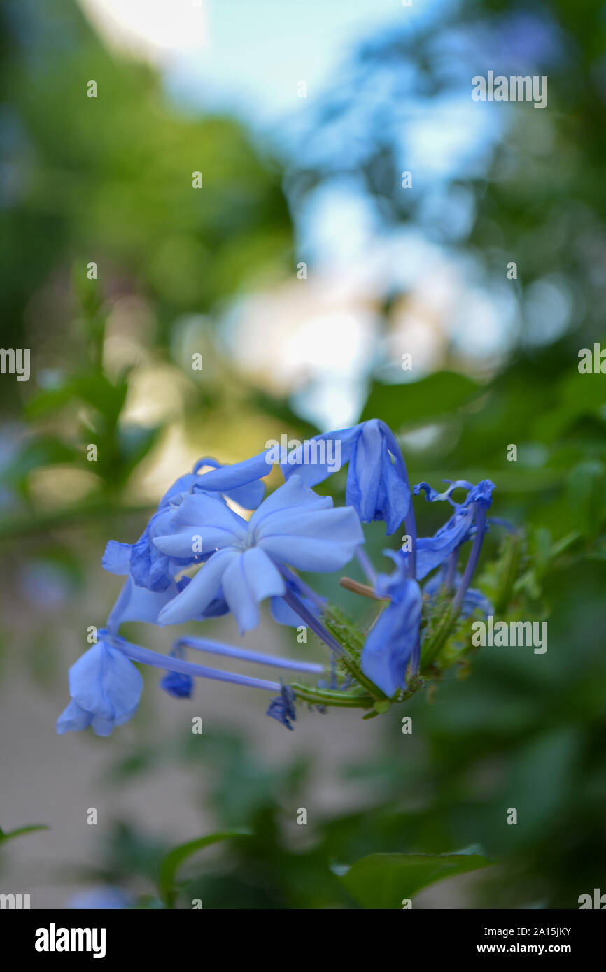 blue flowers in a garden at Forum Romanum in Rome Stock Photo - Alamy