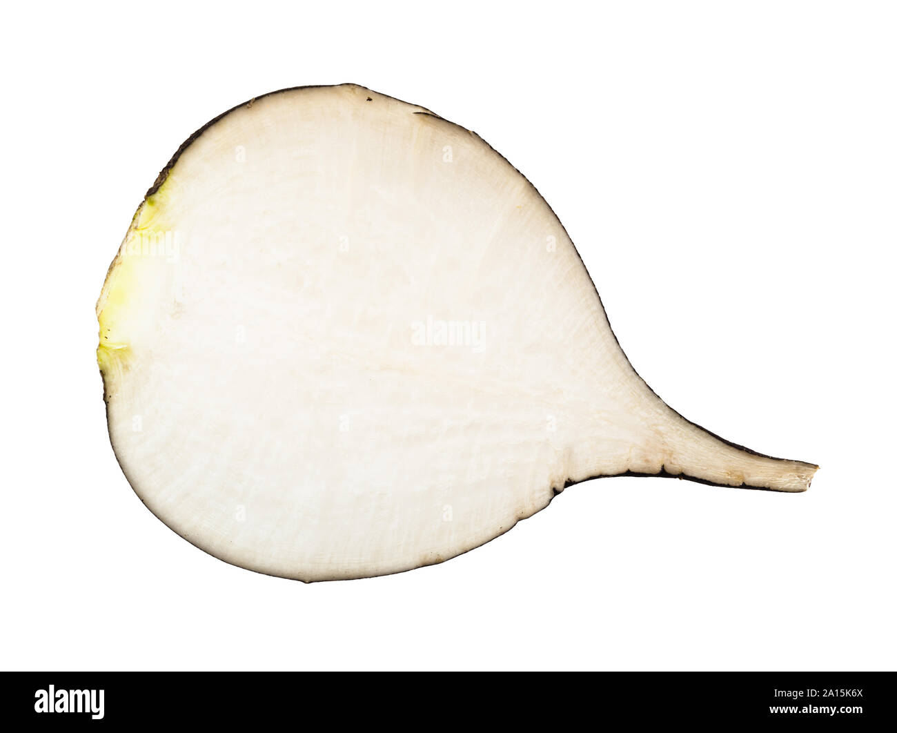 Plant root transverse section hi-res stock photography and images - Alamy