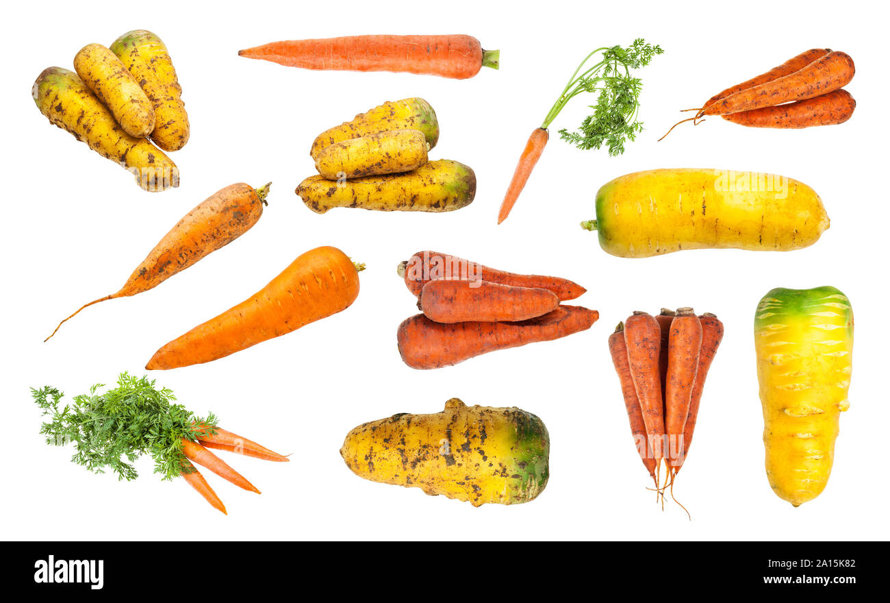 set of various ripe organic carrot taproots isolated on white ...
