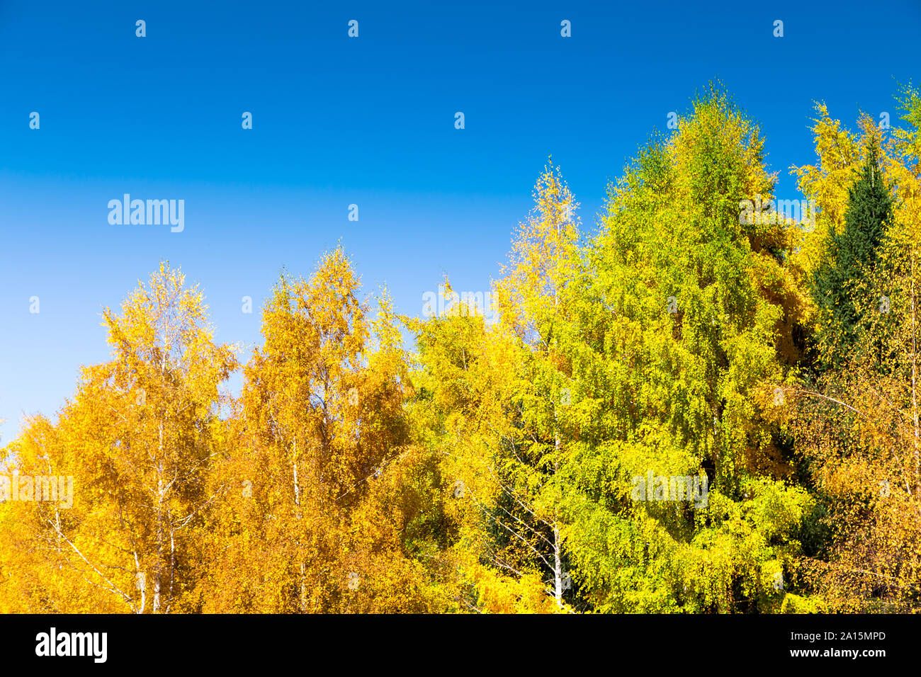 Autumn. Beautiful yellow birch leaves and branches of larch trees on a ...