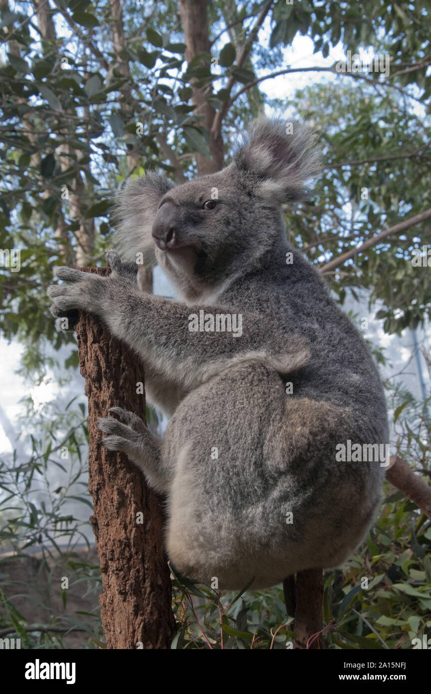 Australia, New South Wales, a koala at the Sydney Wildlife World Photo ...