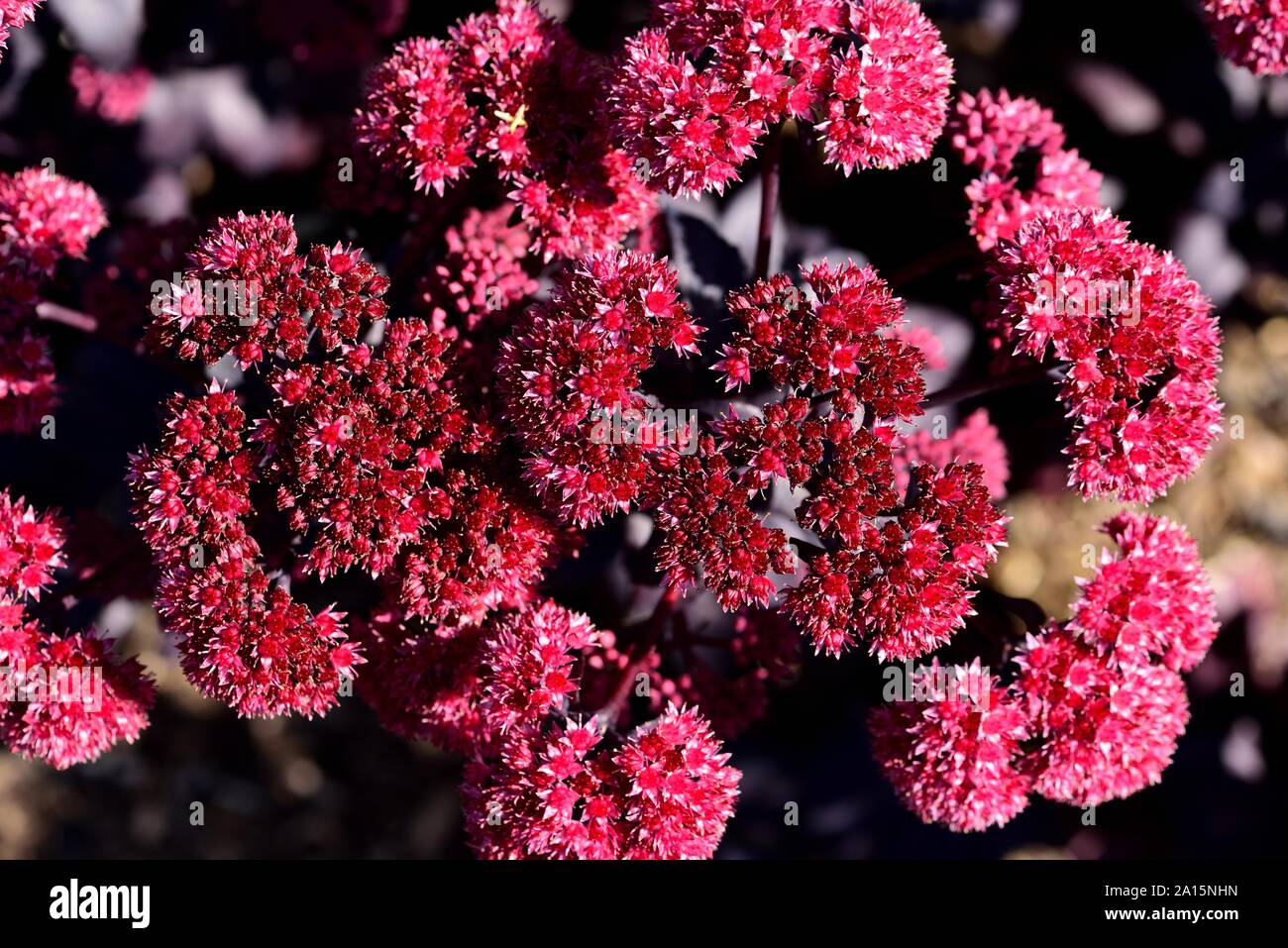 Sedum Jose Aubergine Stock Photo - Alamy