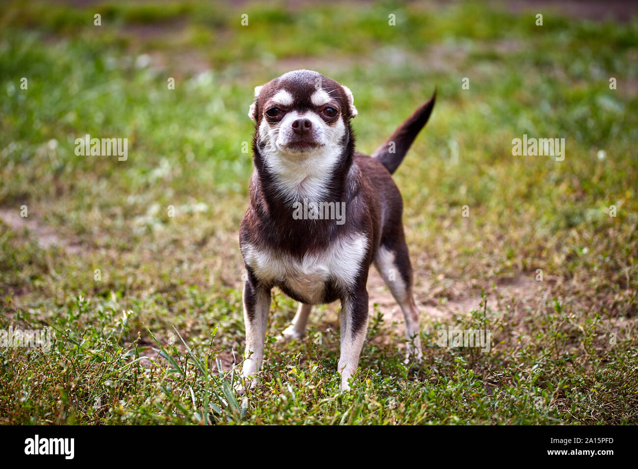 Little chihuahua dog hi-res stock photography and images - Alamy