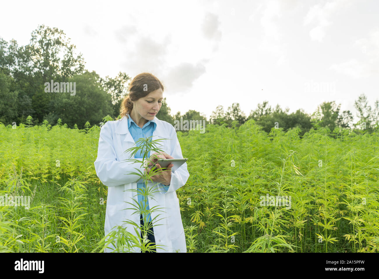 Drug plantation hi-res stock photography and images - Alamy