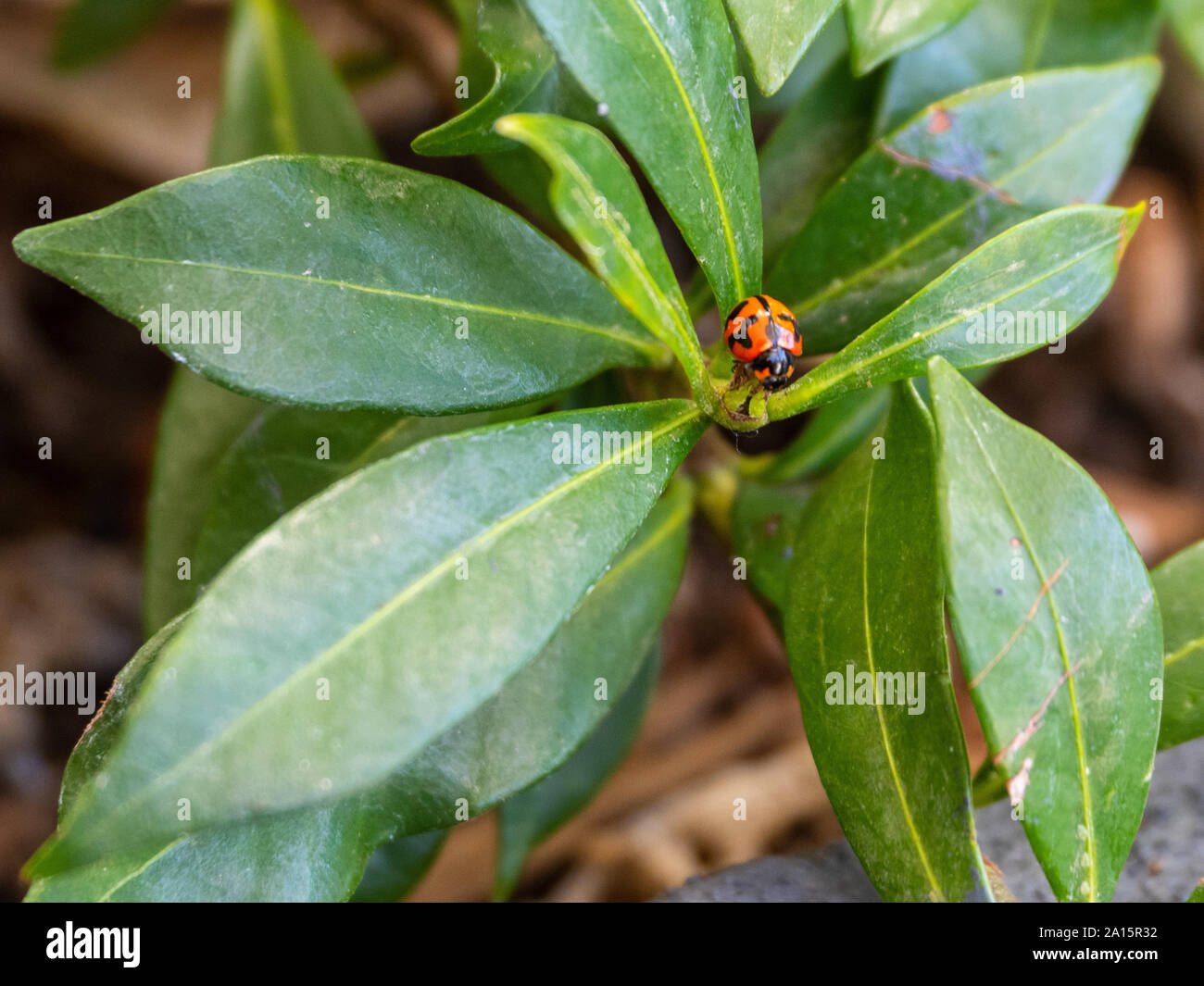Australian ladybird hi-res stock photography and images - Alamy
