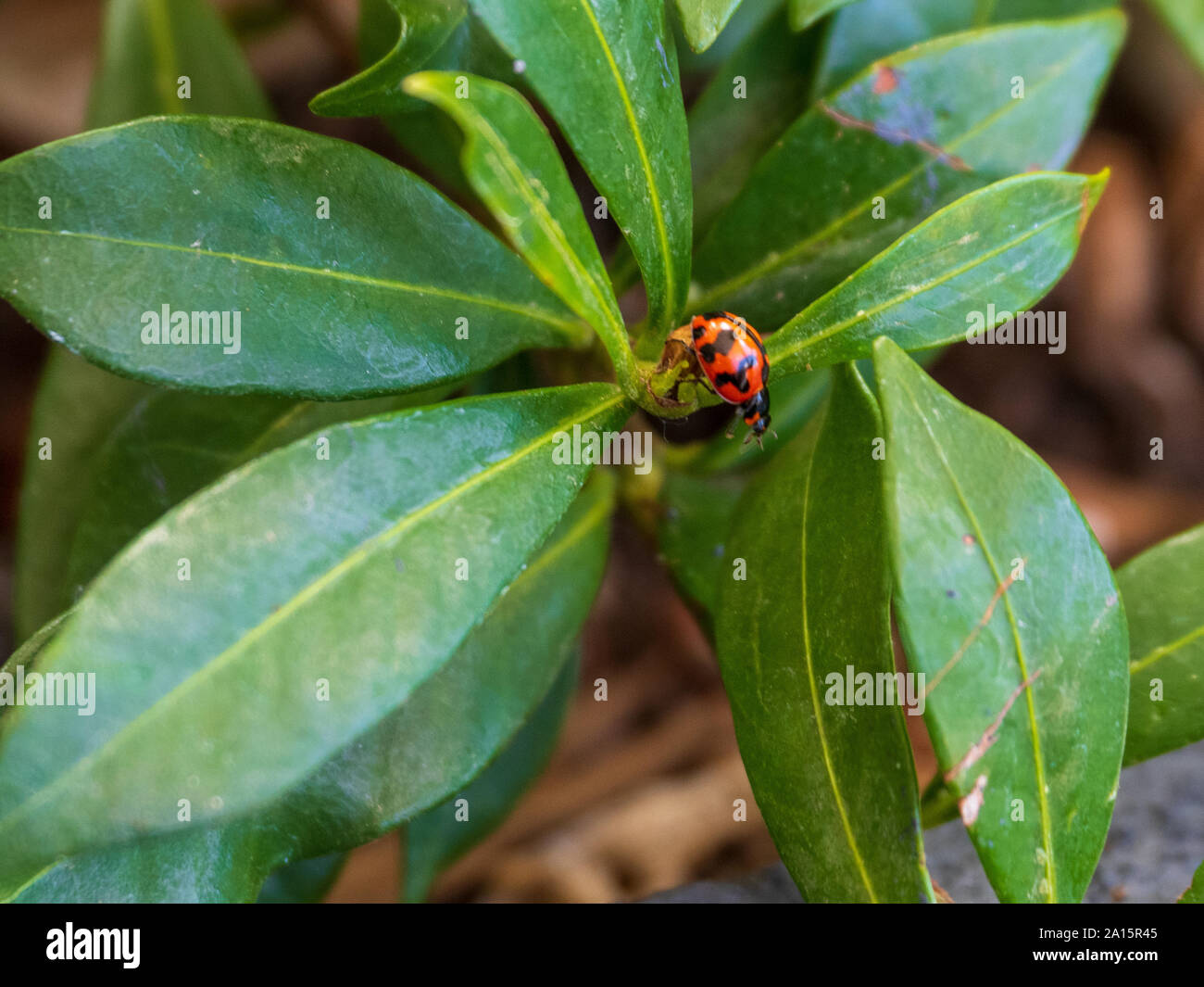 Australian ladybird hi-res stock photography and images - Alamy