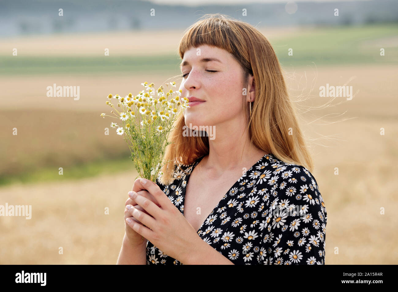 Chamomile flower hi-res stock photography and images - Alamy