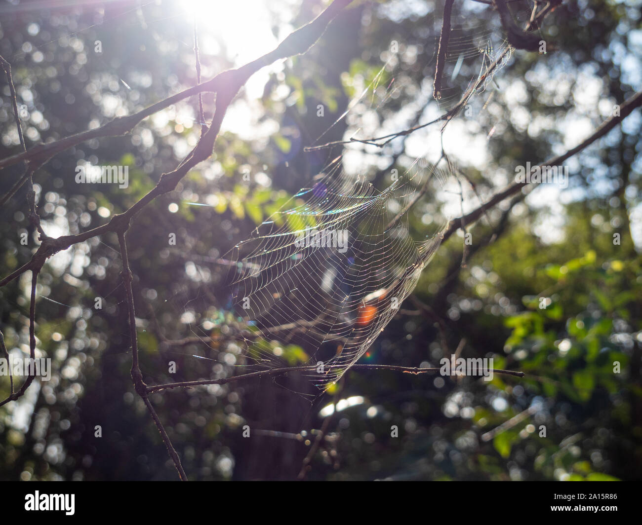 Spiders web amongst tree branches lit naturally by sunlight Stock Photo ...
