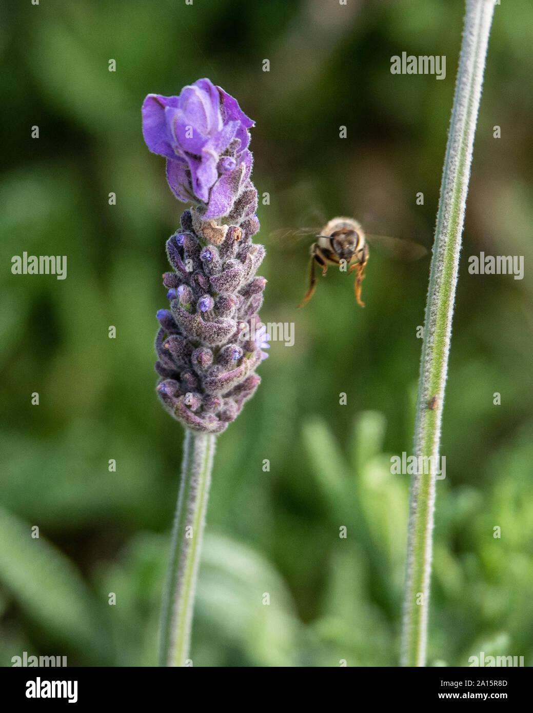 Australian bees pollinating hi-res stock photography and images - Alamy