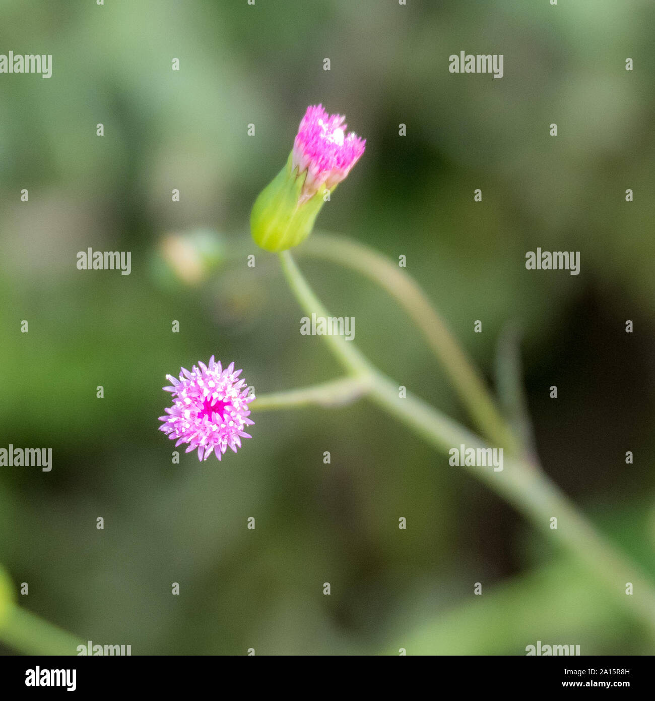 Close up emilia sonchifolia hi-res stock photography and images - Alamy