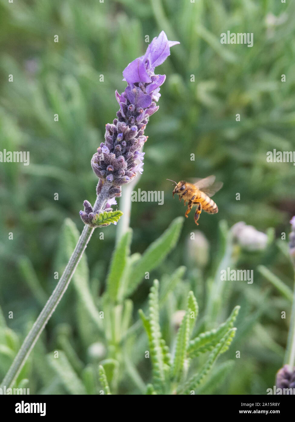 Australian bees pollinating hi-res stock photography and images - Alamy
