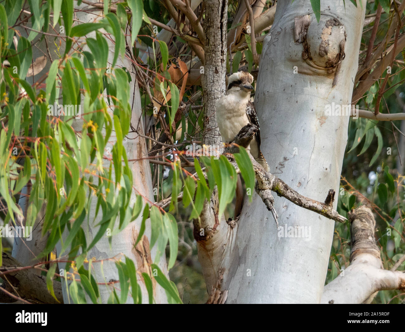 Iconic Kookaburra sits in the old gum tree on a branch, looks at home ...