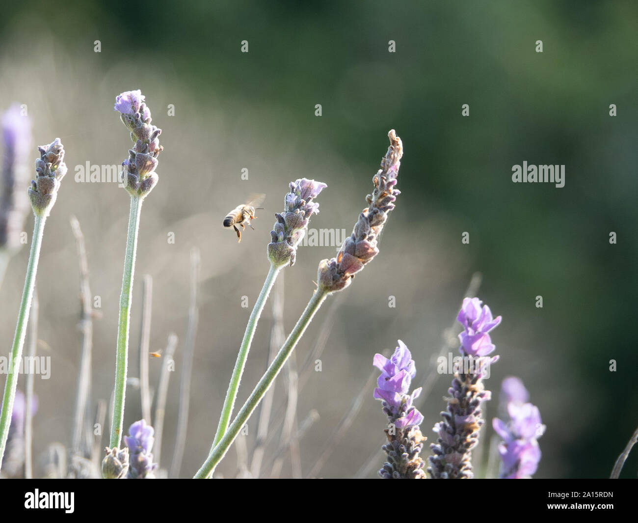 Australian bees pollinating hi-res stock photography and images - Alamy
