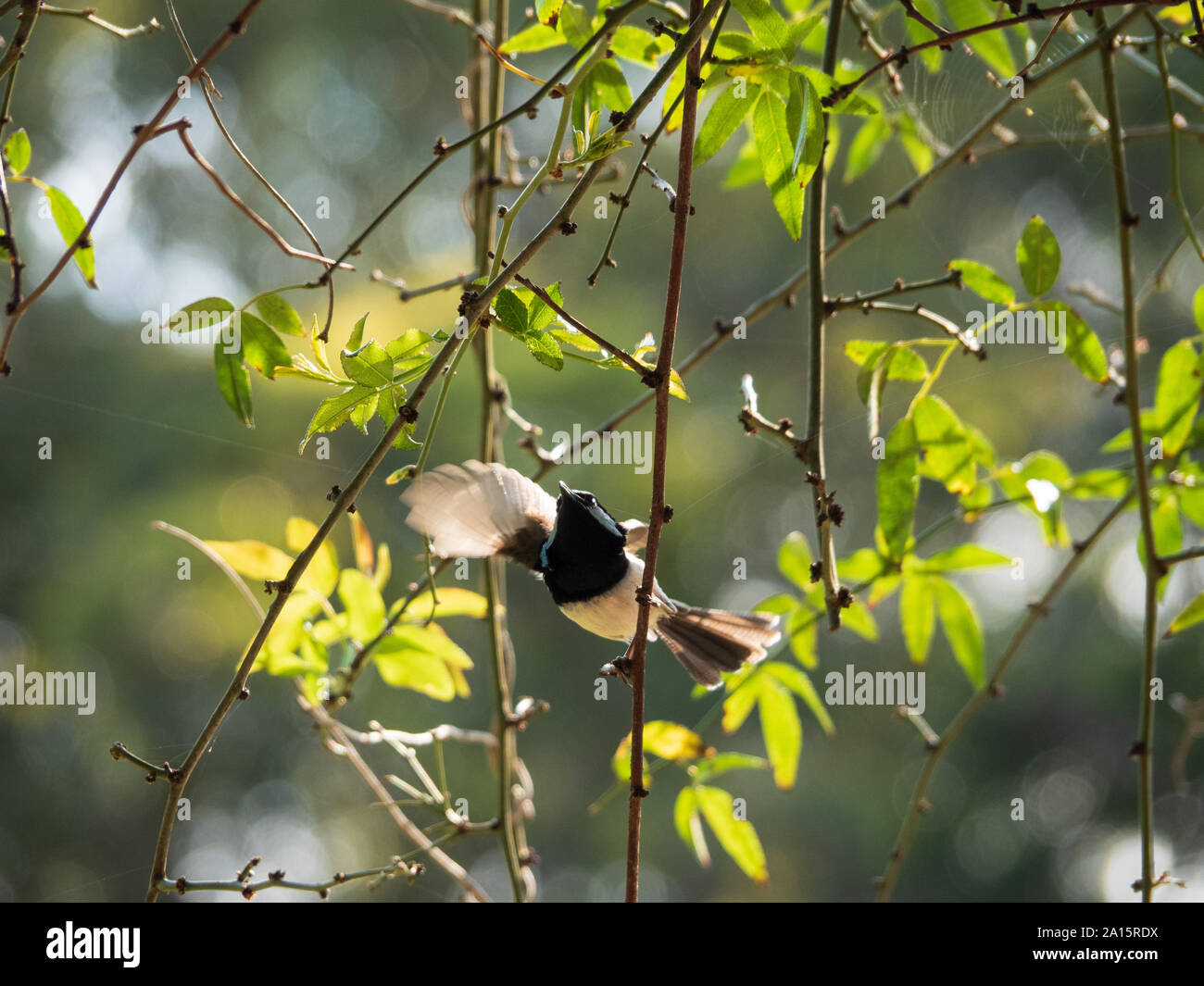 Wren Flying High Resolution Stock Photography and Images - Alamy