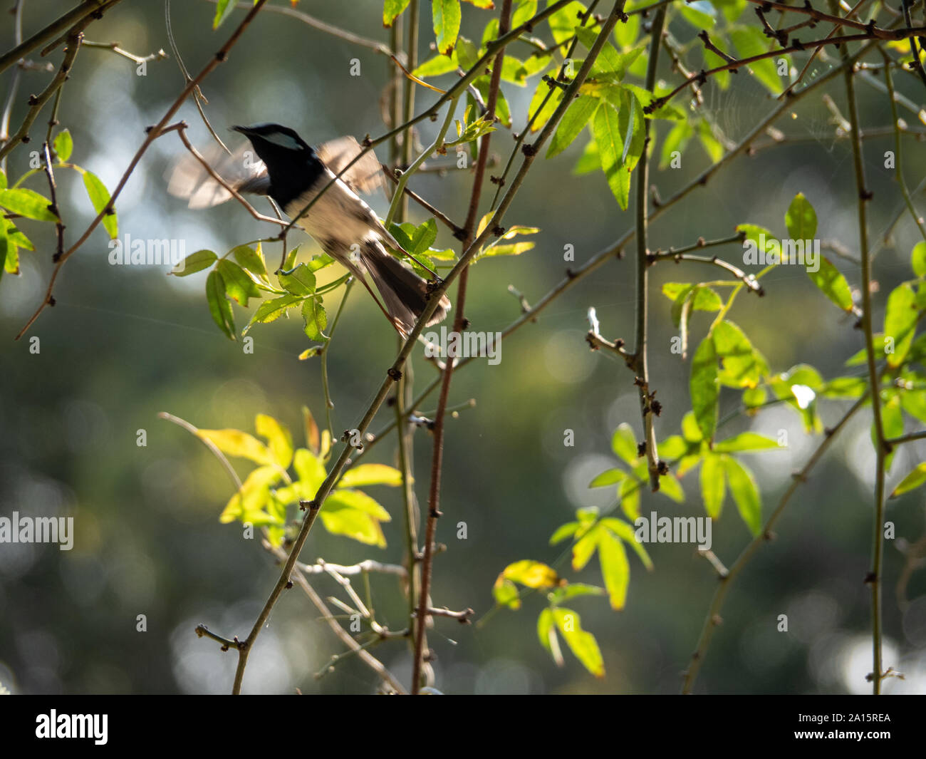 Wren Flying High Resolution Stock Photography and Images - Alamy