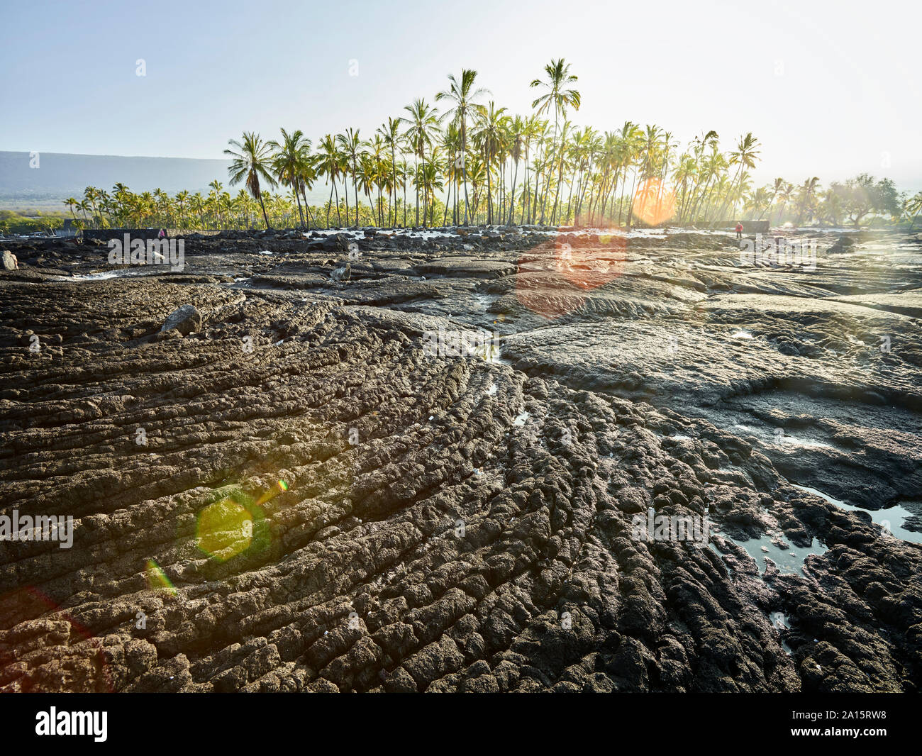 Volcanic rocks and trees at Puuhonua O Honaunau National Historical ...