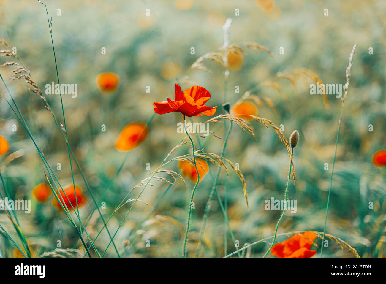 Fresh poppy hi-res stock photography and images - Alamy