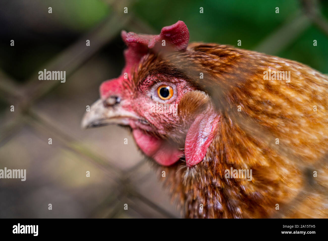 Portrait of a hen behind a fence Stock Photo - Alamy