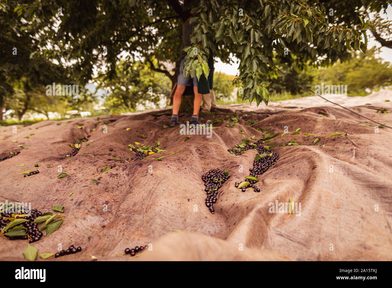 Men in tree hi-res stock photography and images - Alamy