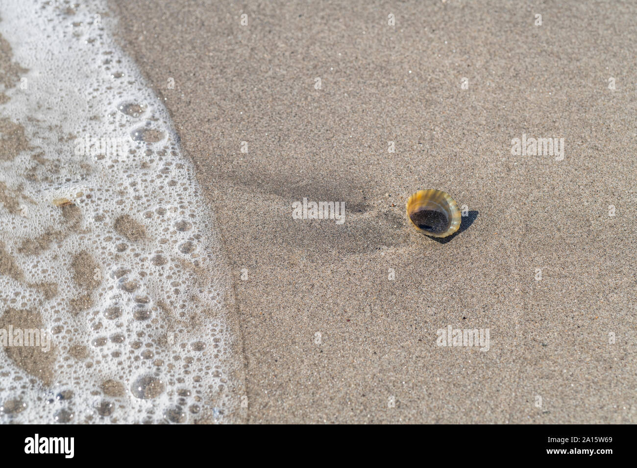 Common Limpet / Patella vulgaris seashell washed ashore on a sandy ...