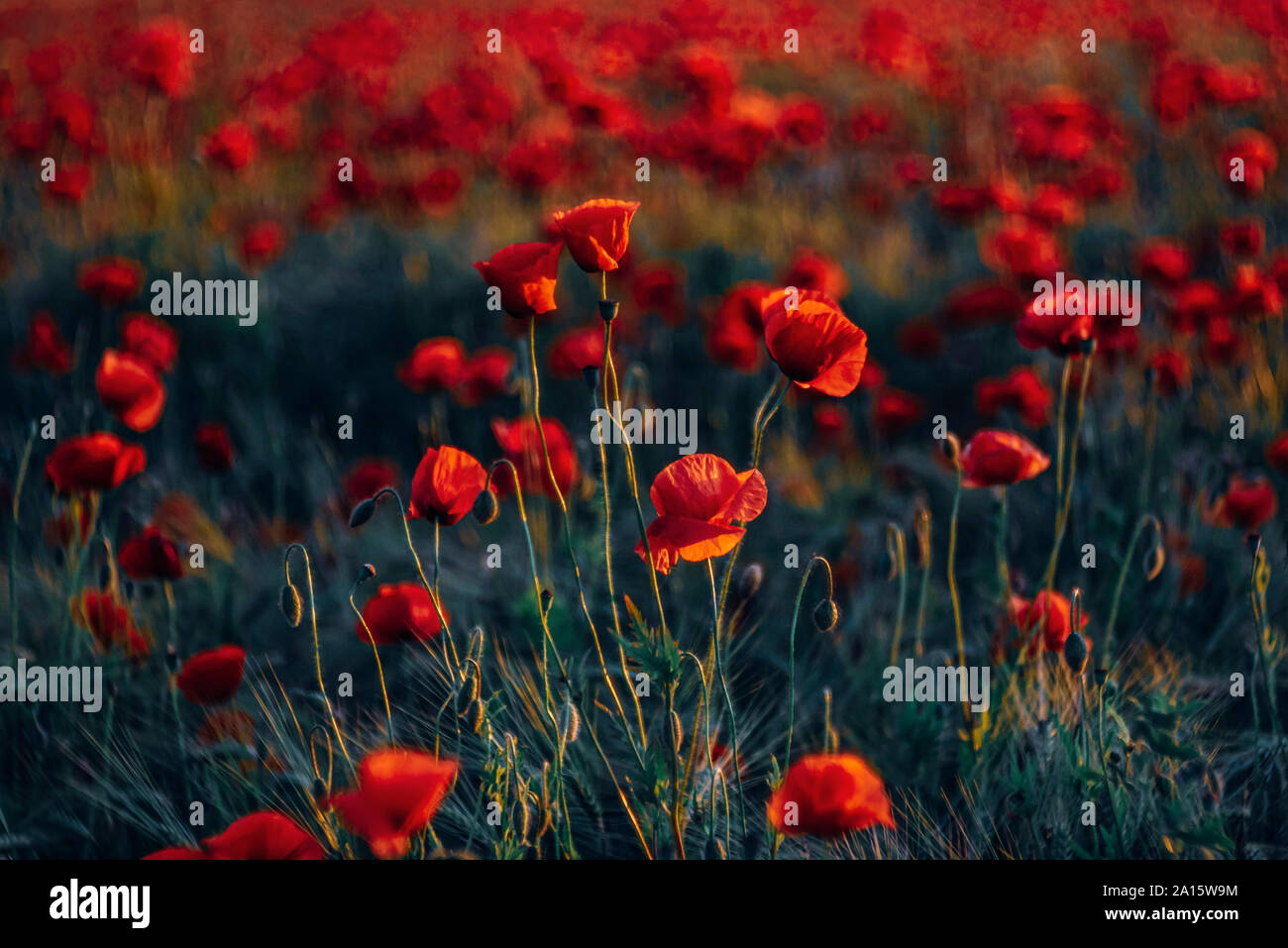 Fresh poppy flowers hi-res stock photography and images - Alamy