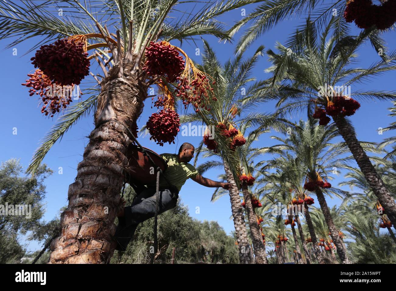 Deir Al-Balah, Gaza Strip, Palestinian Territory. 24th Sep, 2019 ...