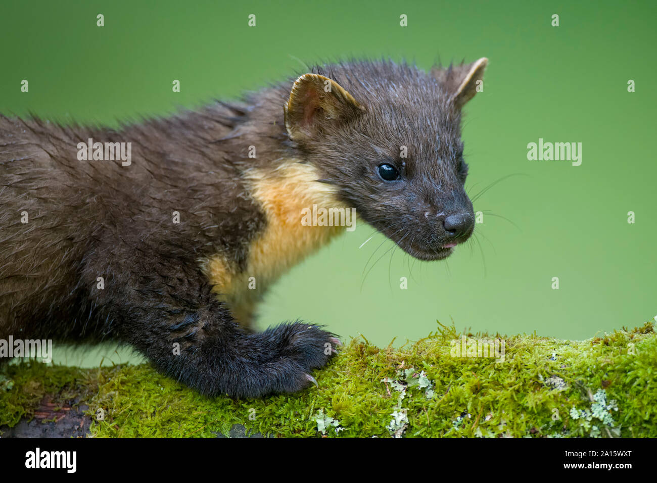 Pine marten image hi-res stock photography and images - Alamy