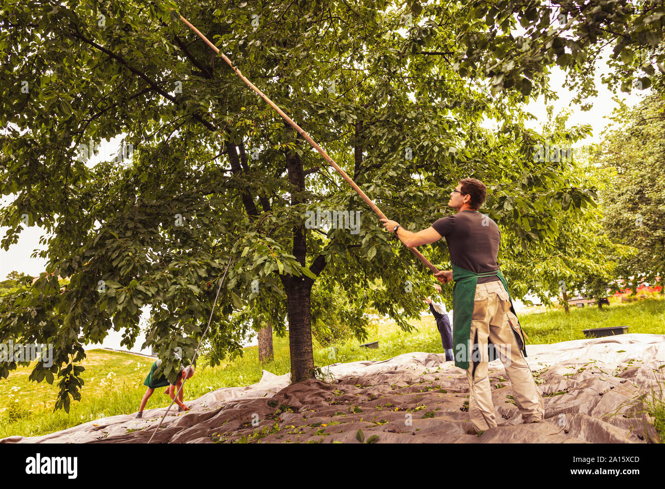 Tree shaking hi-res stock photography and images - Alamy