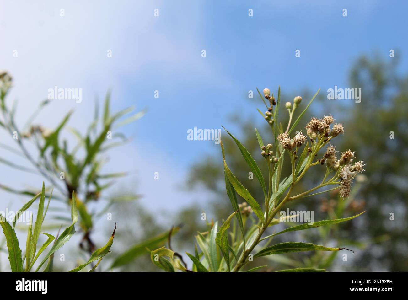 White flower clusters top this Southern California native plant ...