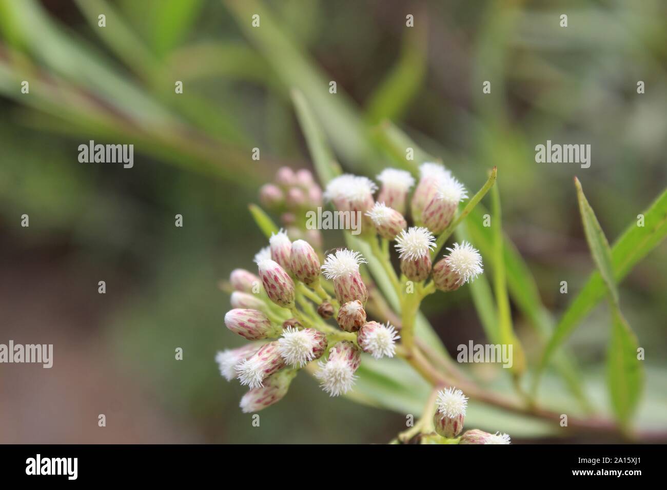 White flower clusters top this Southern California native plant ...