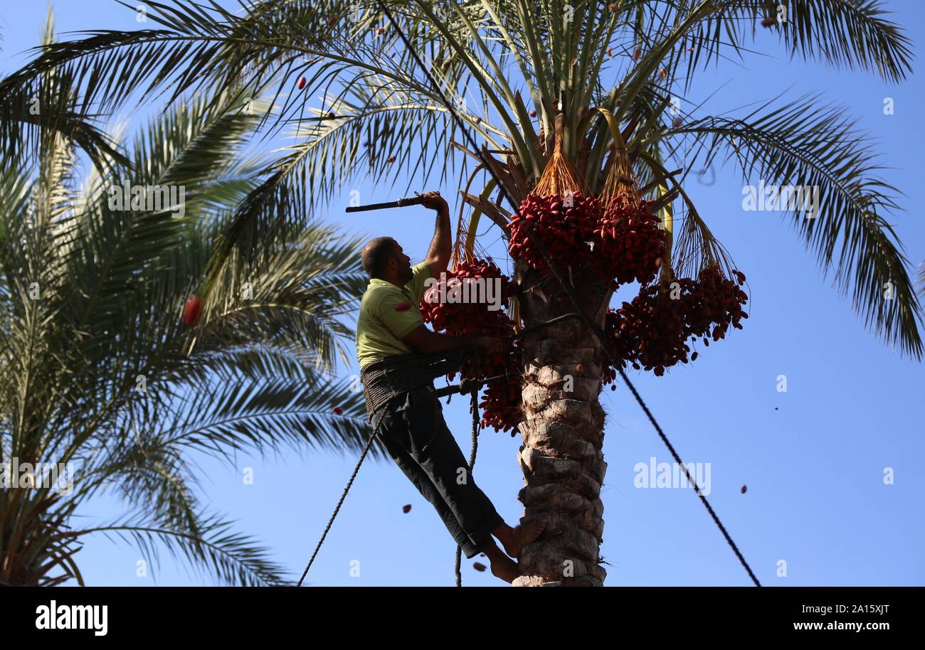 September 23, 2019, Deir Al-Balah, Gaza Strip, Palestinian Territory ...
