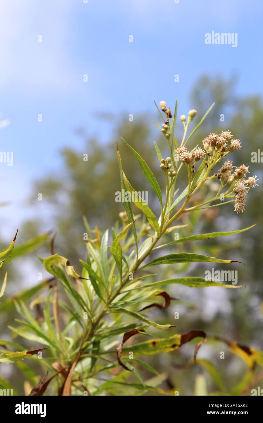 White flower clusters top this Southern California native plant ...