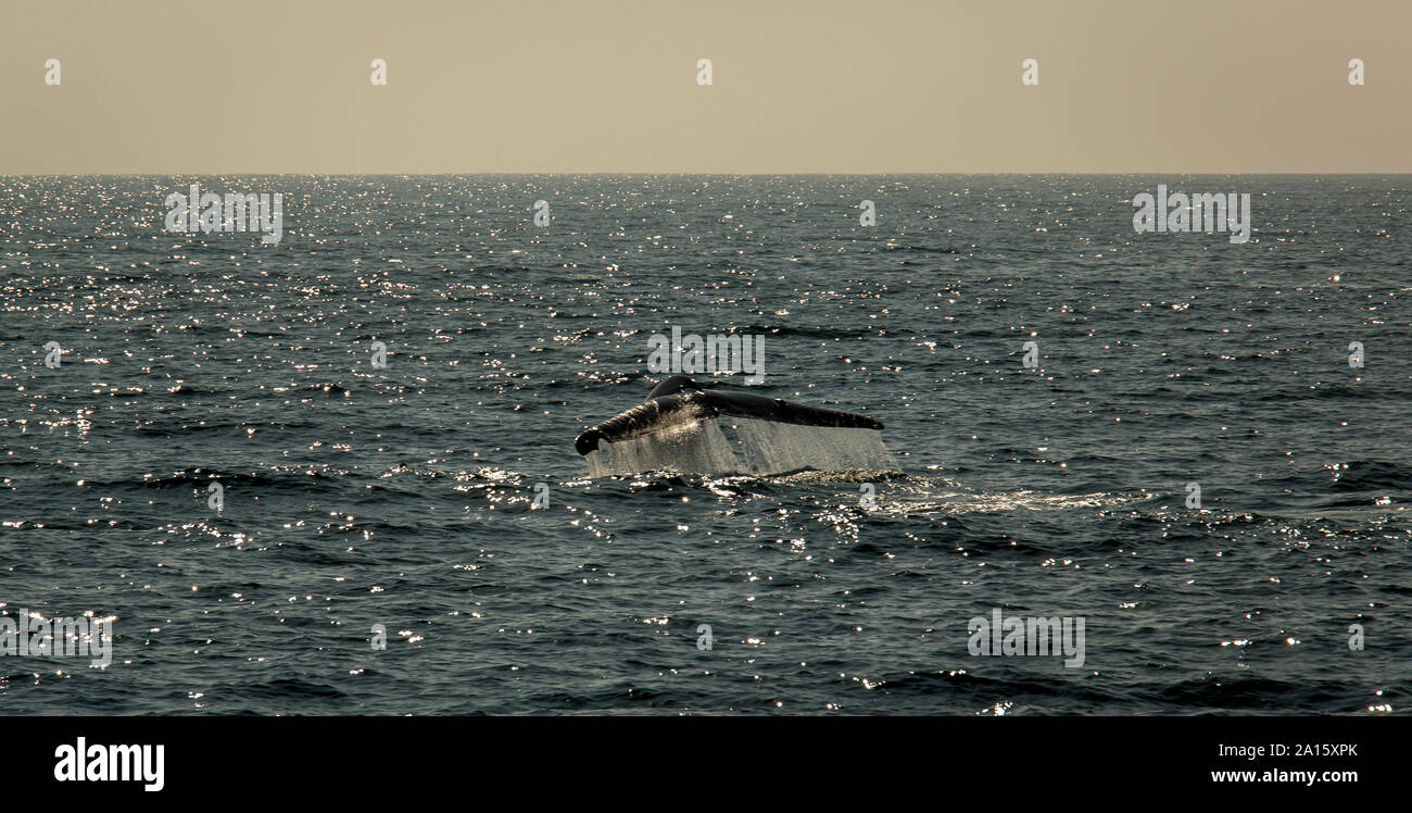 Tail of whale in the ocean Stock Photo - Alamy