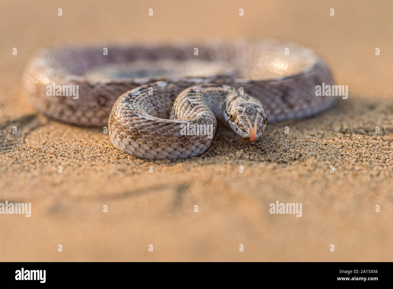 Awl head hi-res stock photography and images - Alamy