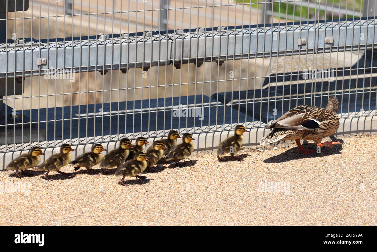 Mother duck leads a group of ducklings in search of water Stock Photo ...