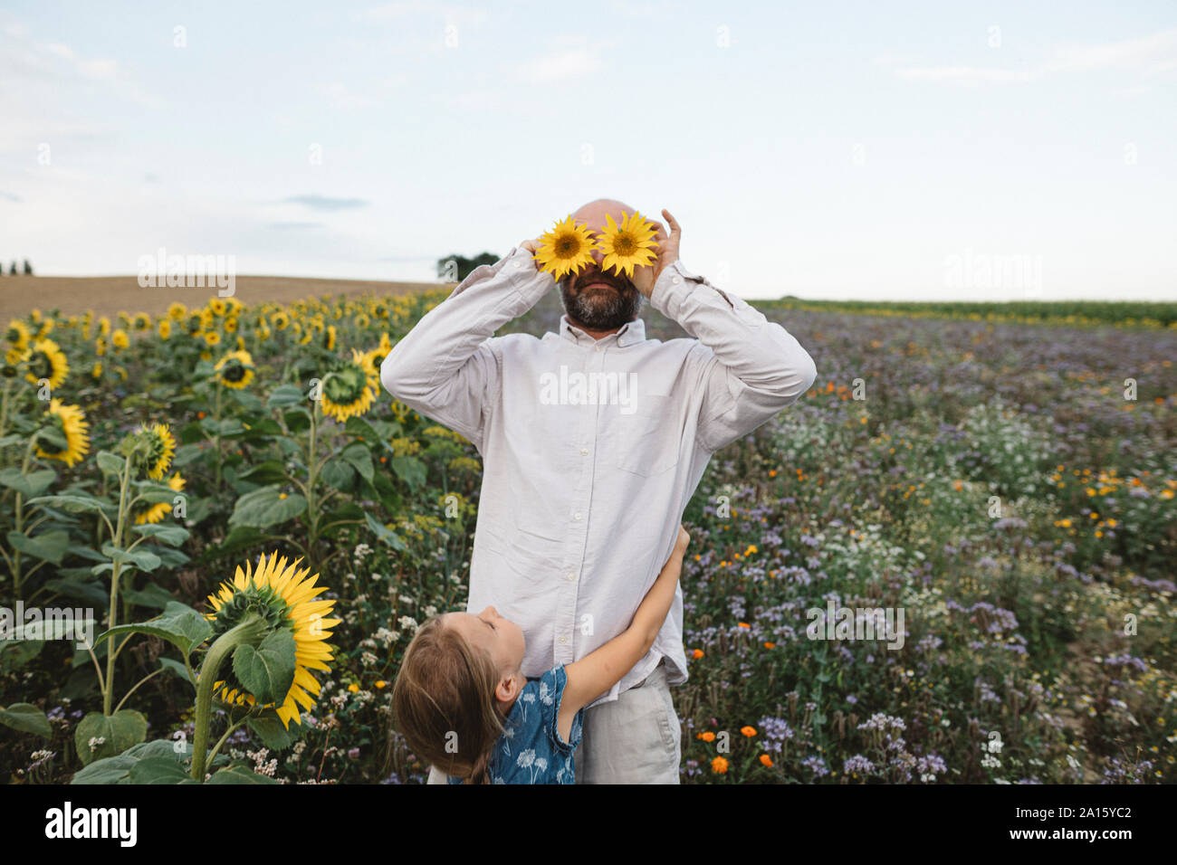 Playful man covering his eyes with sunflowers in a field with daughter ...