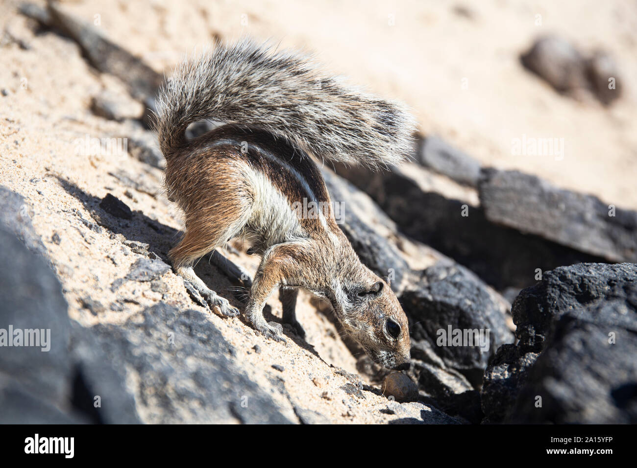 Fuerteventura squirrel hi-res stock photography and images - Alamy