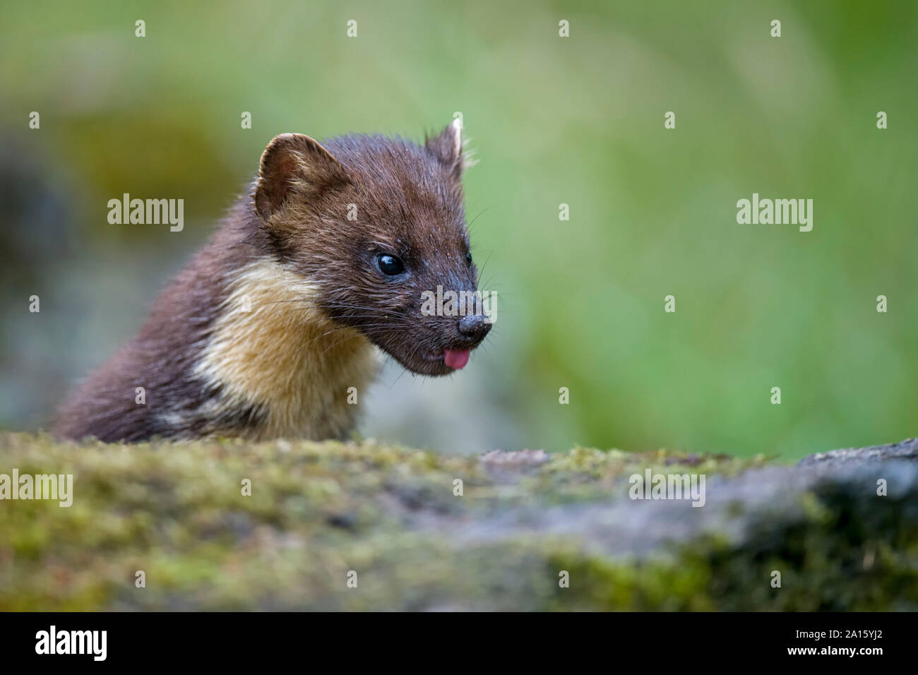 Marten head hi-res stock photography and images - Alamy