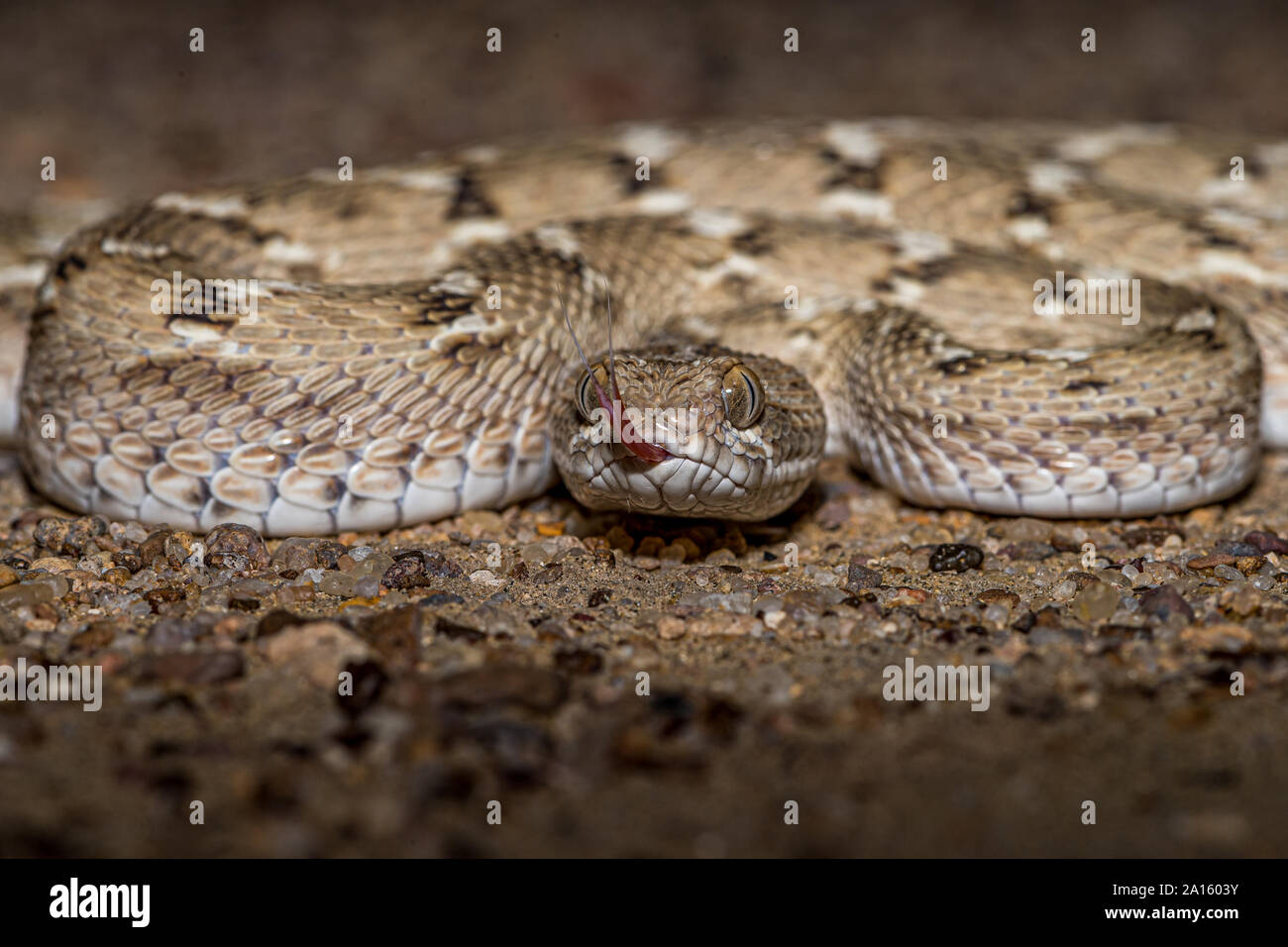 Saw scaled viper hi-res stock photography and images - Alamy