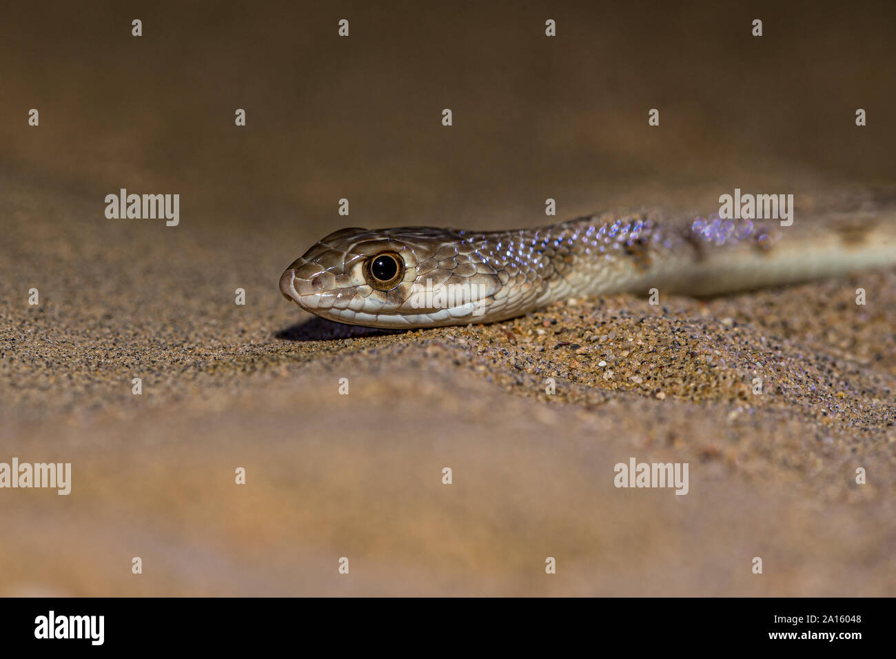 Saw Scaled Viper!! Stock Photo - Alamy